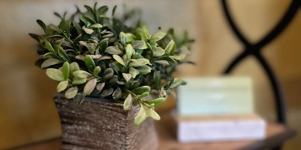 Backus Law - Estate Planning, Healthcare Attorney, Estate Planning ...